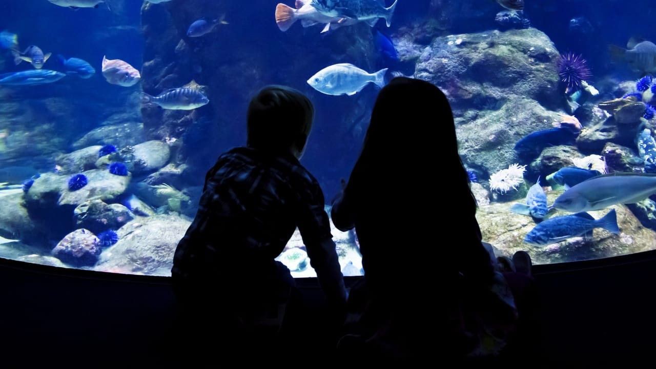 ⭐ Map of Top Aquariums in Gouves Crete ⛵